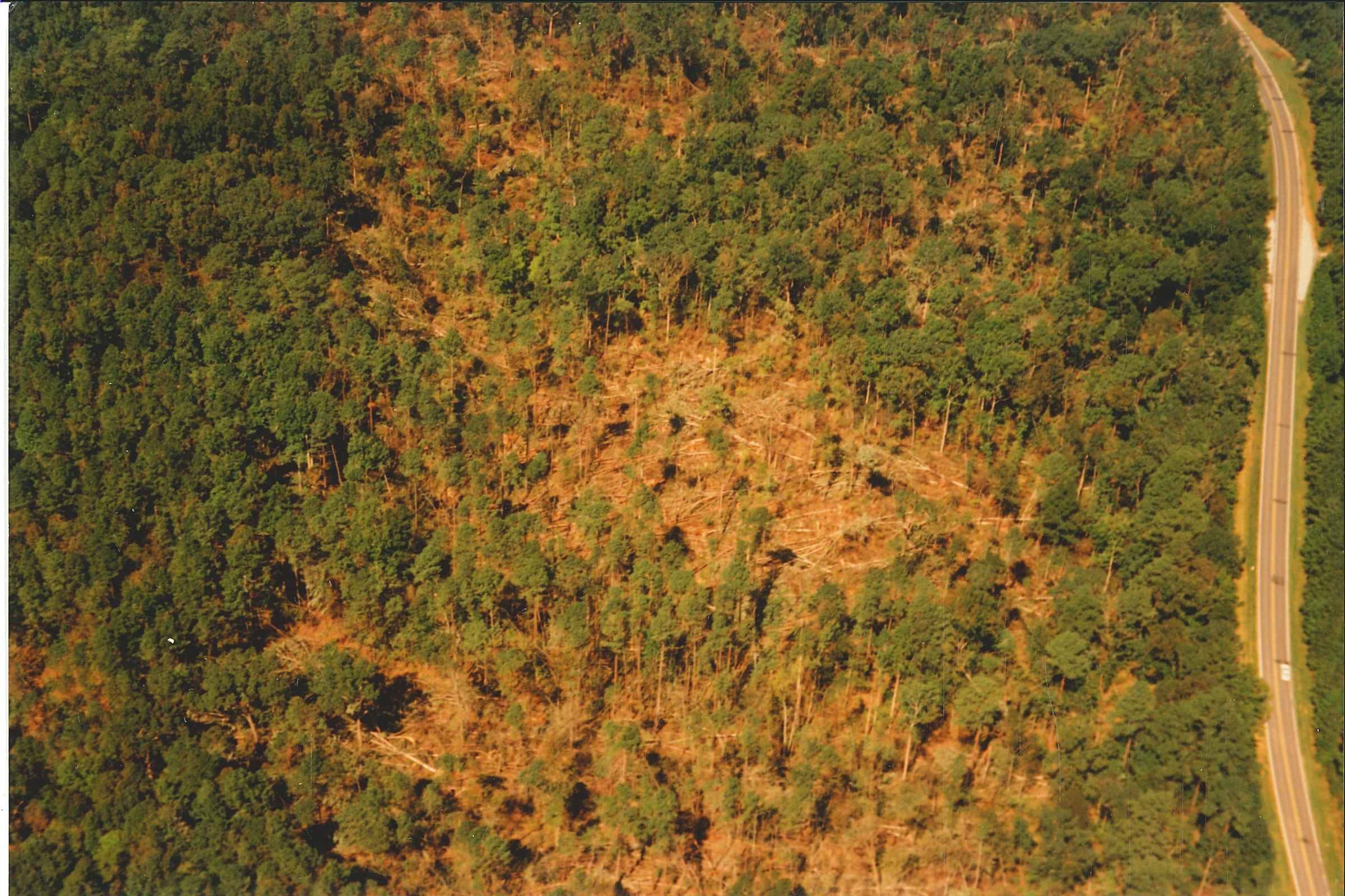 Hurricane Fran: Looking Back after 25 Years – Duke Forest